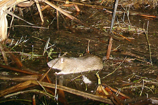 Camera Trap Codger: Unexpected rat of marsh and swamp
