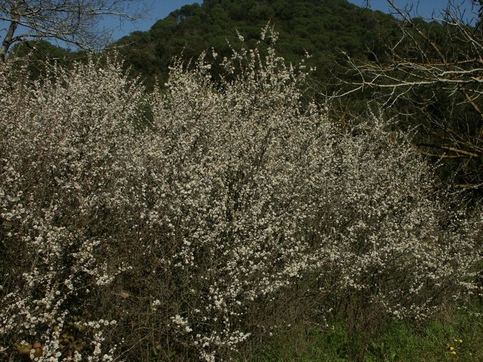 Escorniflaire: Que no ens donin aranyons per nabius!