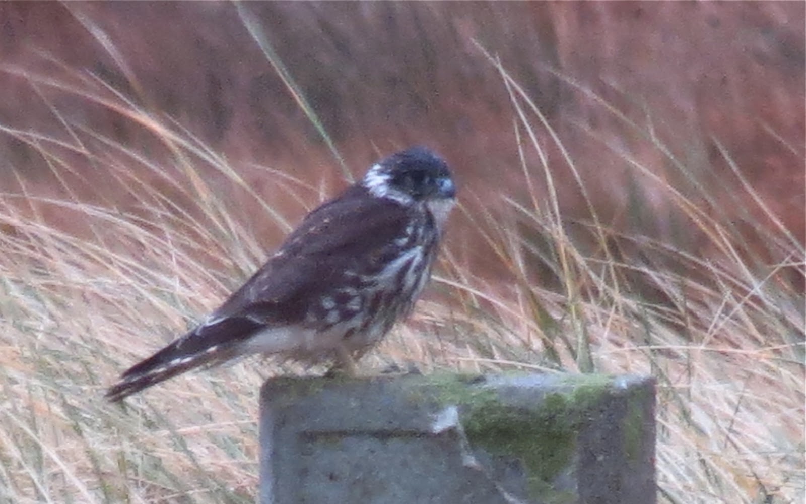 A Kilchoan Diary: Interesting Wee Bird