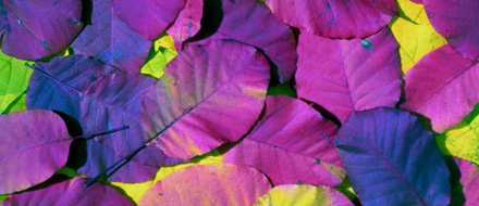 INSIBO - LABORATORIO DE CREATIVIDAD II: TEORÍA DEL COLOR