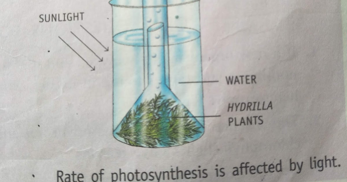 Kids Experiments: Activity : Experimental Investigation - To Show that ...