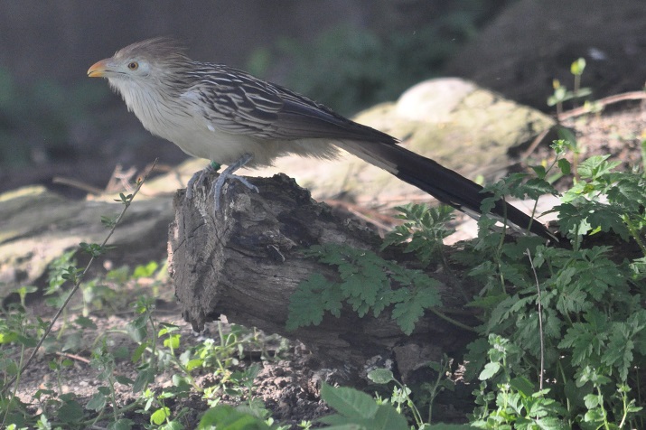 ZOOTOGRAFIANDO (MI COLECCIÓN DE FOTOS DE ANIMALES): GUIRA / GUIRA ...