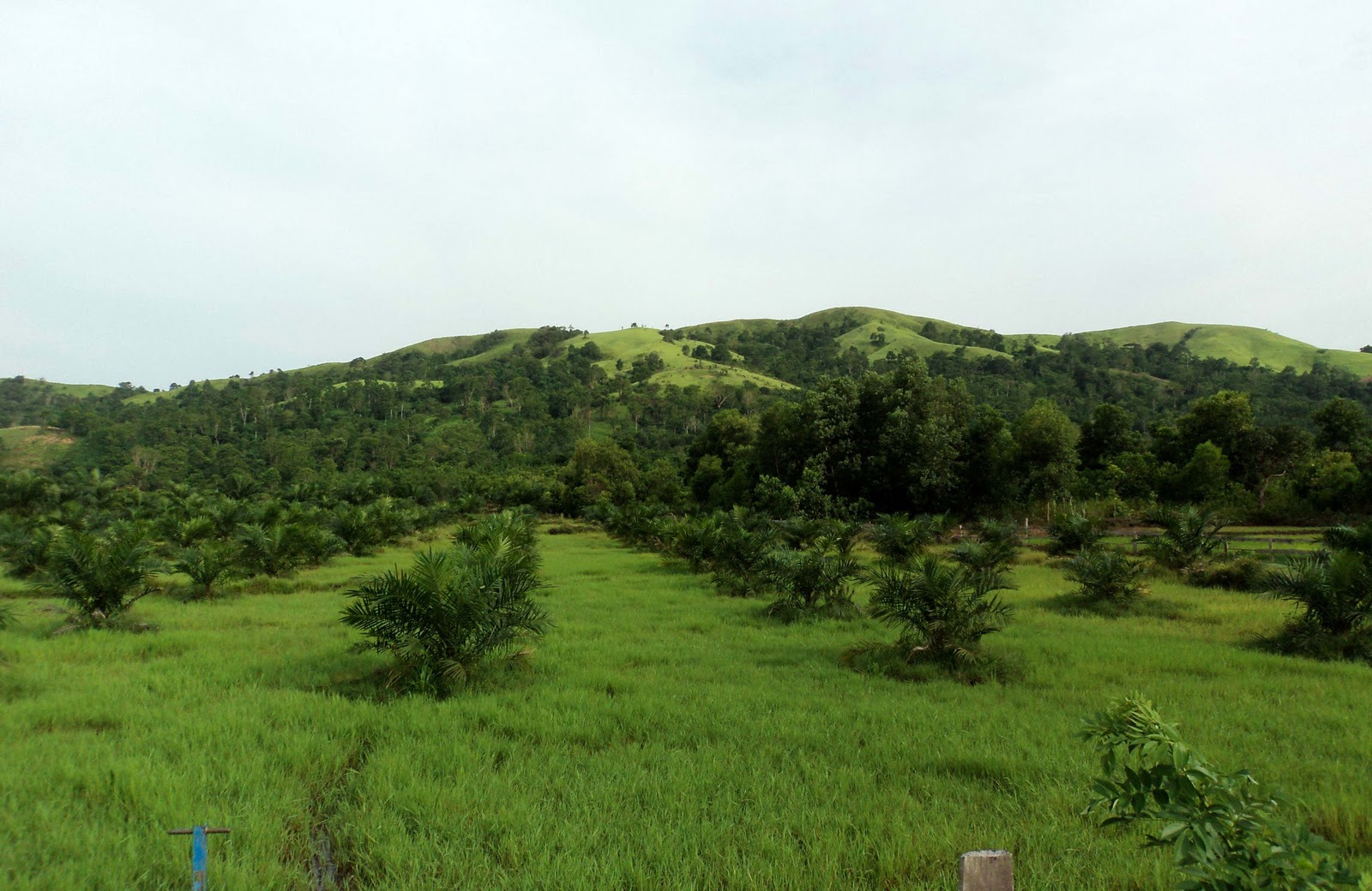 Pelaihari Ulun: Pesona Keindahan Menuju dan di Pantai Batakan Pelaihari