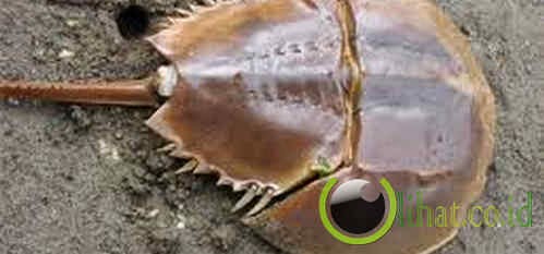 9 Hewan Purba yang masih Hidup di Indonesia - Mata Internet Dunia