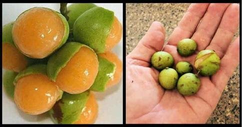 CONOCE LA FRUTA QUENEPA, UNA GRAN DESCONOCIDA CON ENORMES PODERES ...