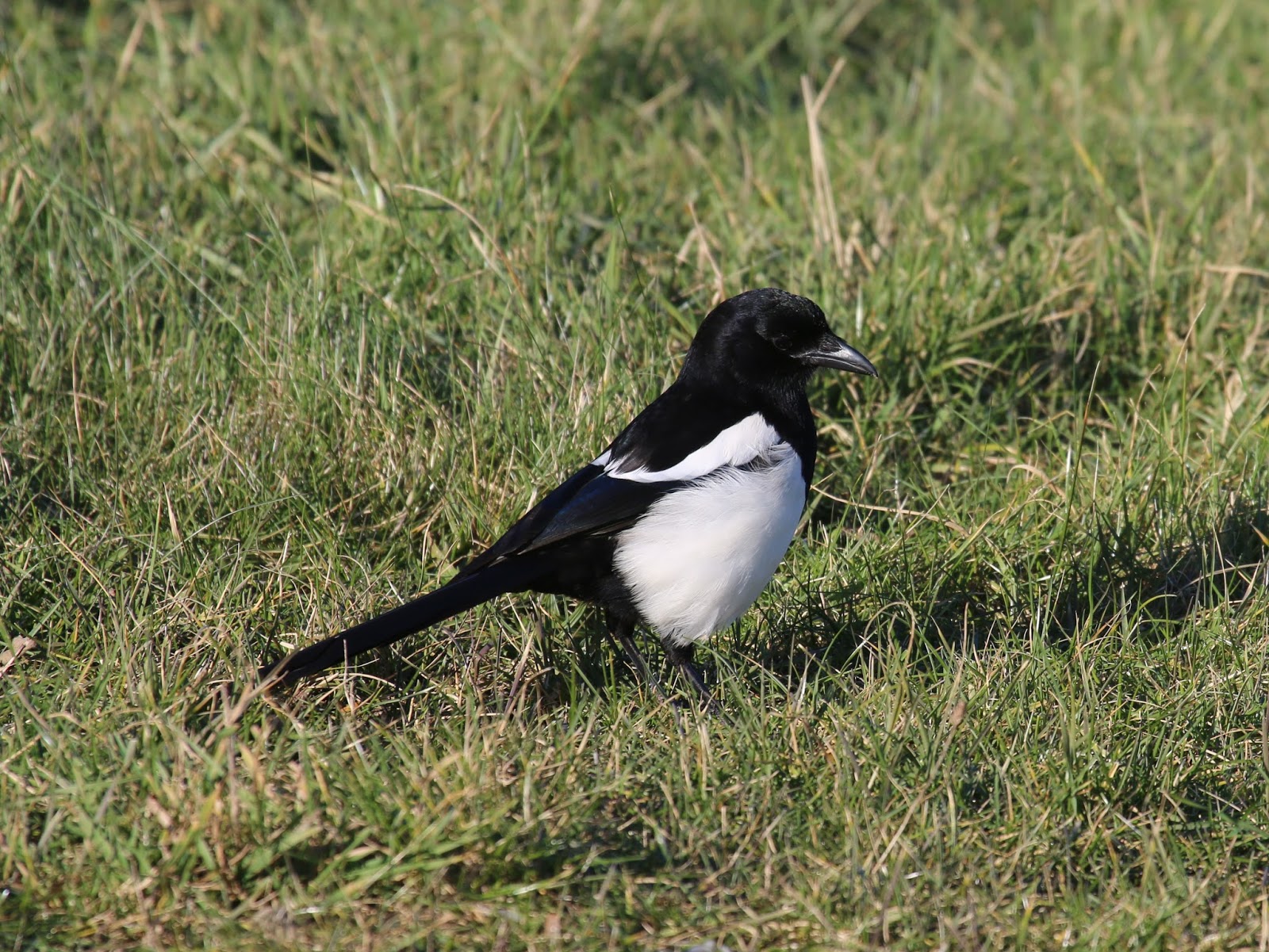 Waarneming van de dag!: Ekster