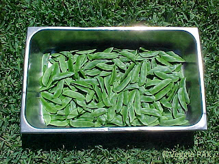 Back Yard Organic Vegetables: Our First Harvest of Willow Leaf Butter ...