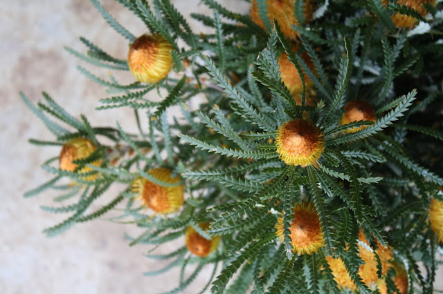 Swallows Nest Farm: Dryandra Formosa