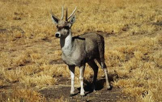 animales en peligro de extincion: "La taruca"