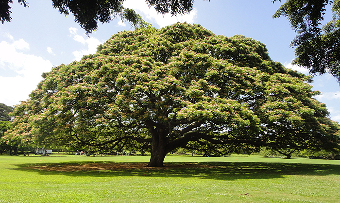 Left Field Wander: The Hitachi Tree