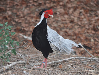 ZOOTOGRAFIANDO (6.100 ANIMALS): FAISÁN PLATEADO / SILVER PHEASANT ...