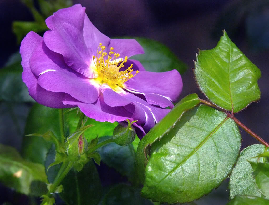 Meucuca: Purple Rose Flower