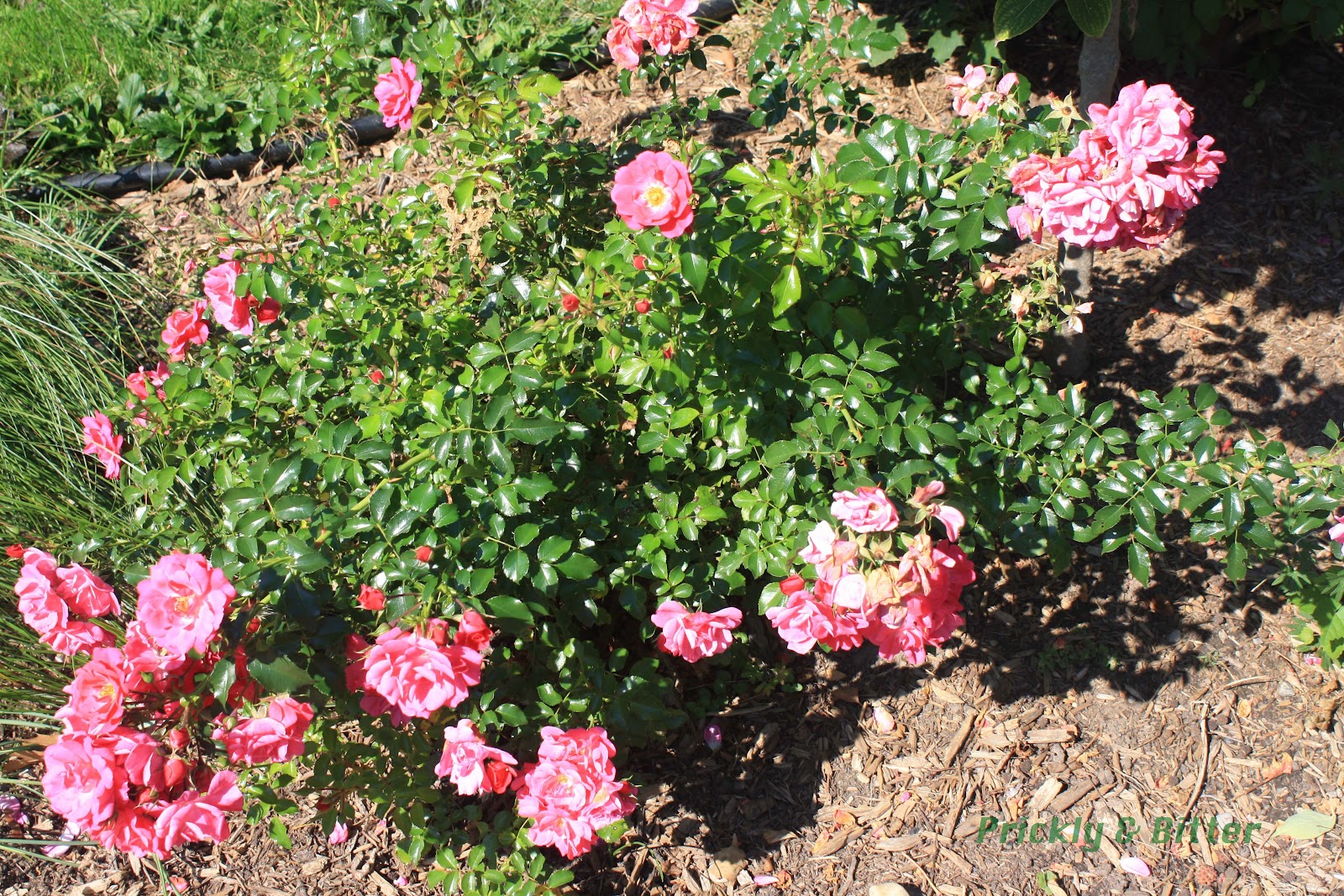 Prickly and Bitter: The story of the Champlain rose hybrid