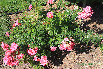 Prickly and Bitter: The story of the Champlain rose hybrid