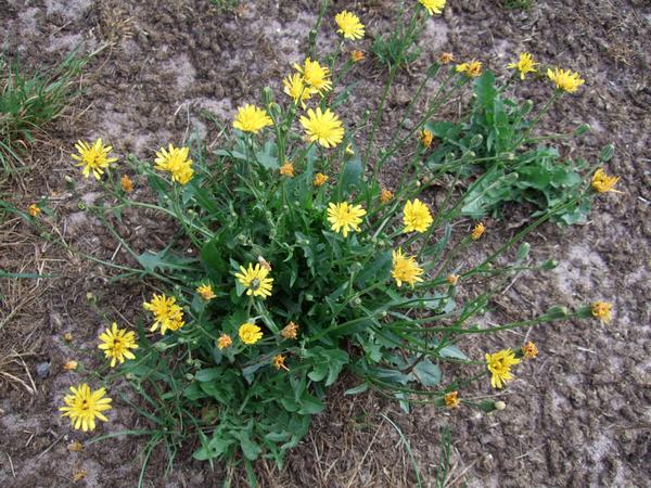 Smooth Hawksbeard ~ Lawn and Turf Care