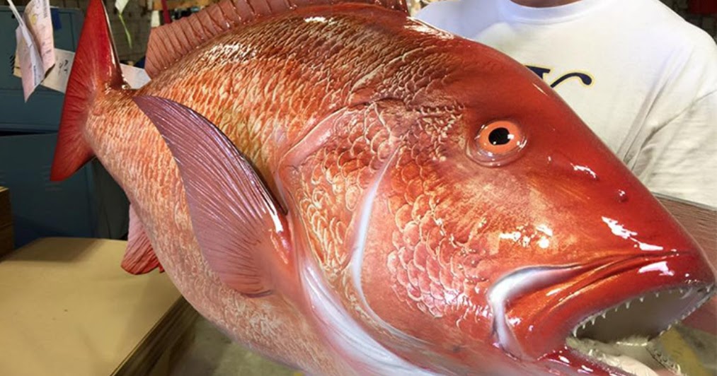 Red Snapper Healthy Benefit for Your Body - Fresh Red Snapper, Buy Red ...