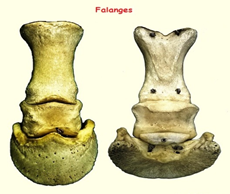 Comparando e Aprendendo!