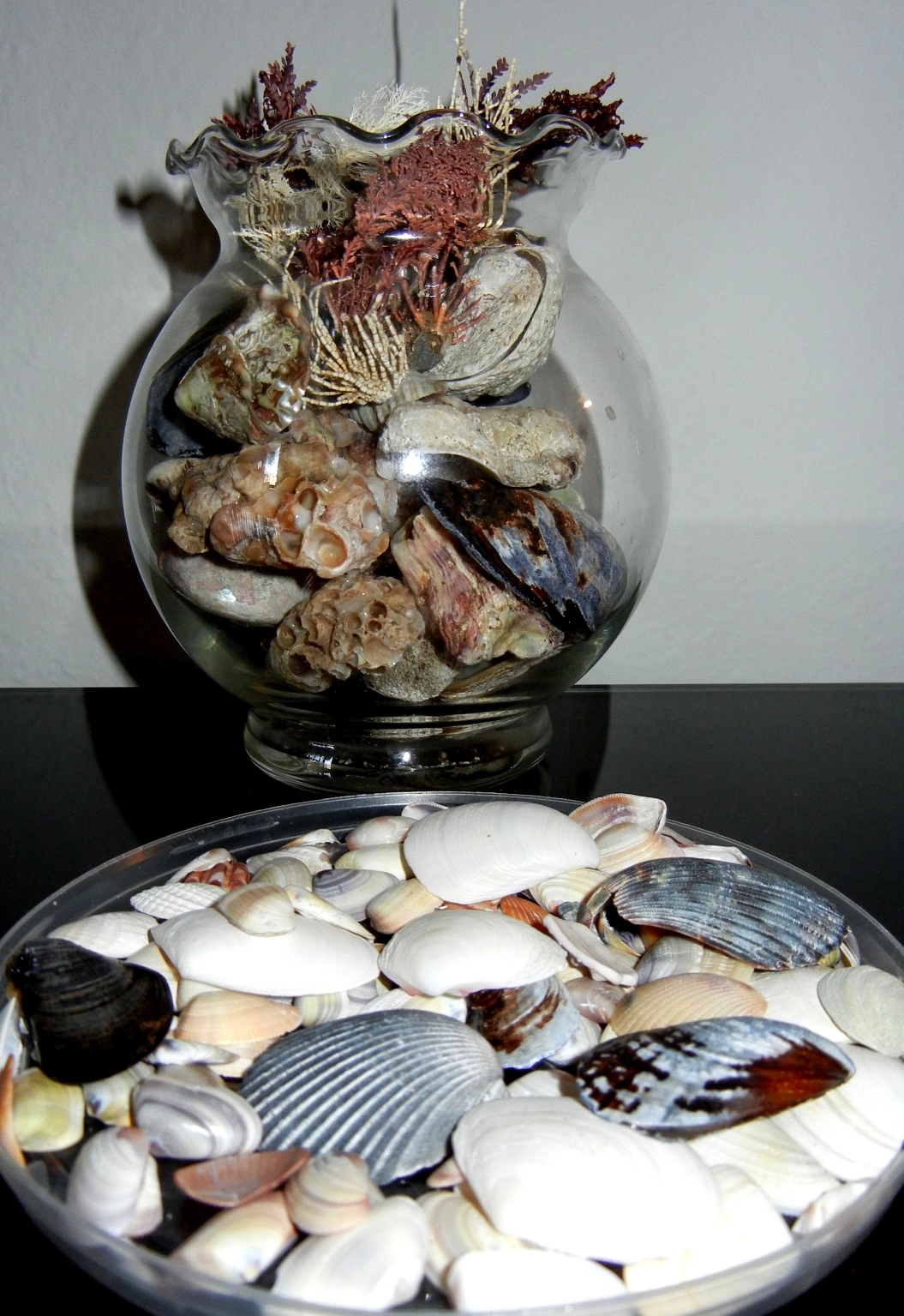 A photo, A thought............: Passion: Joy of collecting seashells ...