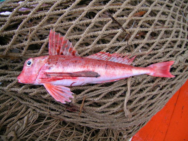 Artes de Pesca: VAMOS A PESCAR RUBIO