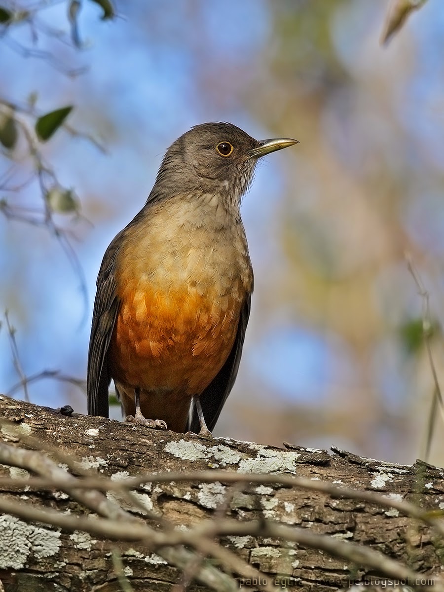 mis fotos de aves: Turdus rufiventris Zorzal Colorado Rufous-bellied Thrush