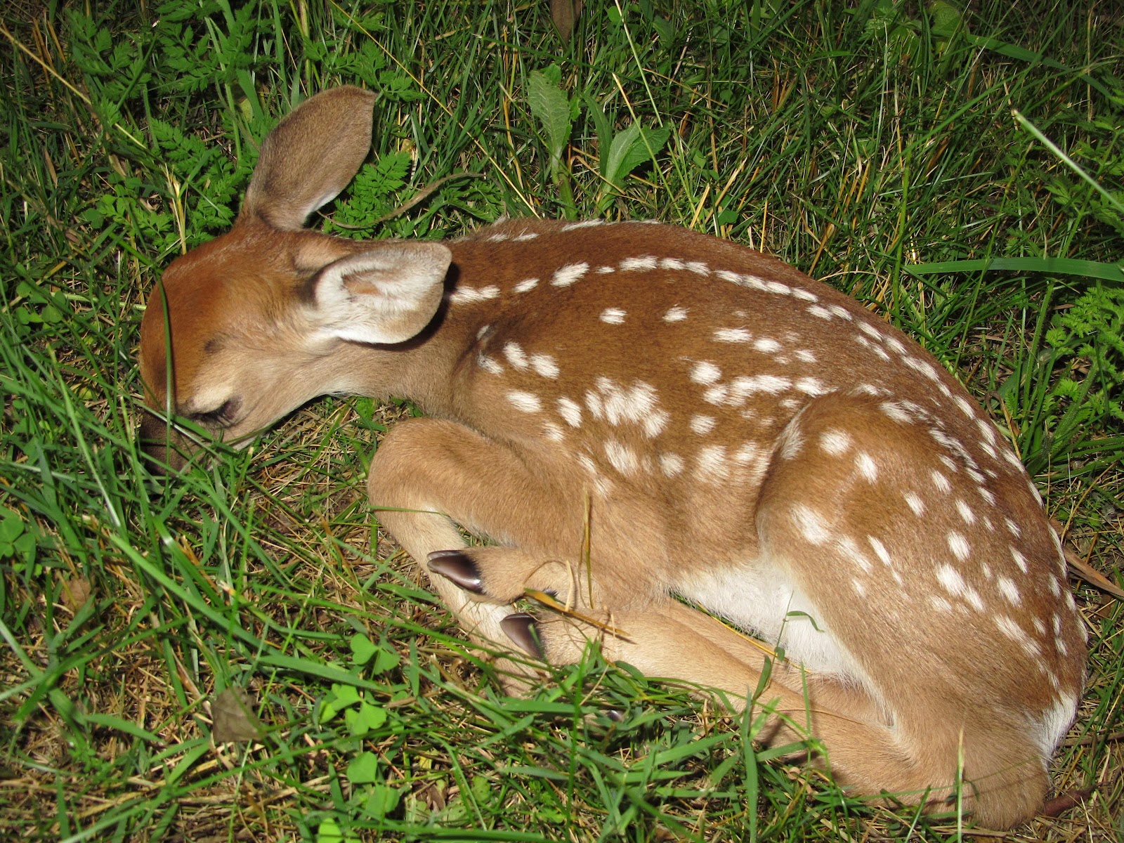 Blue Jay Barrens: New Fawn