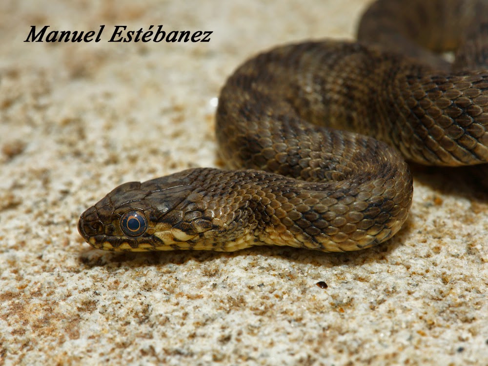 Miradas Cantábricas: Culebra viperina (Natrix maura)