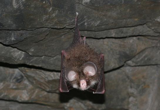 Fascination With Fear: OCTOBER 27: TWENTY-SEVEN BEAUTIFUL BATS