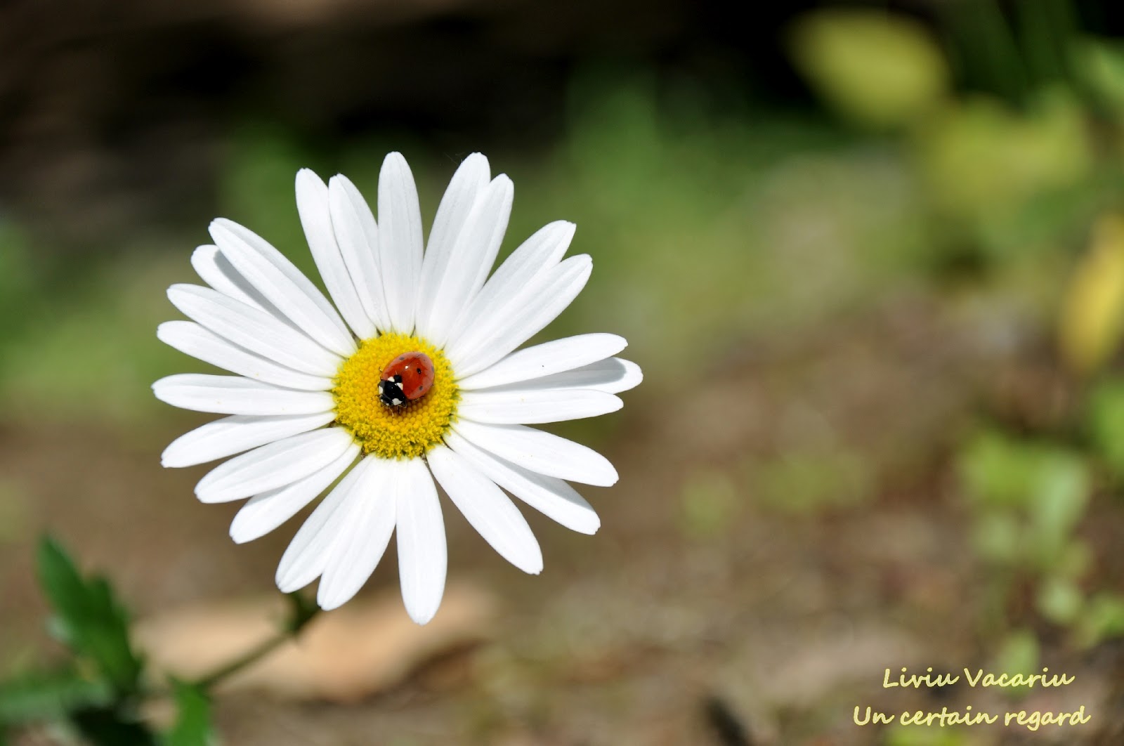 Un Certain Regard: Vaca-domnului Vacariu