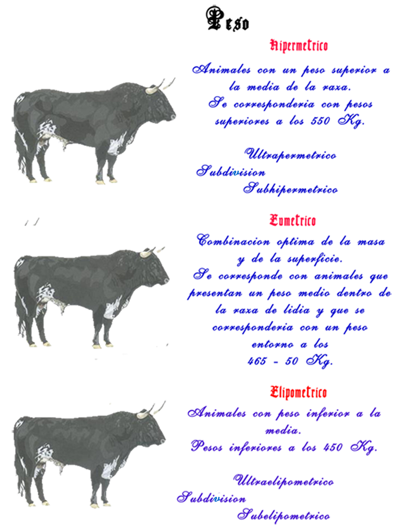 tauromaquia: El Toro