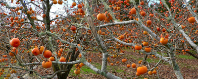 Temperate Climate Permaculture: Permaculture Plants: Persimmons