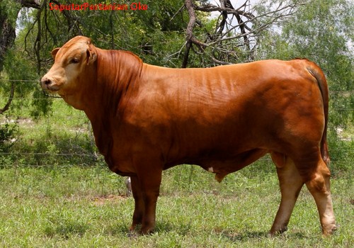 2900 Foto dan Gambar Sapi Beserta Jenis Jenisnya - REFERENSI ILMU ...