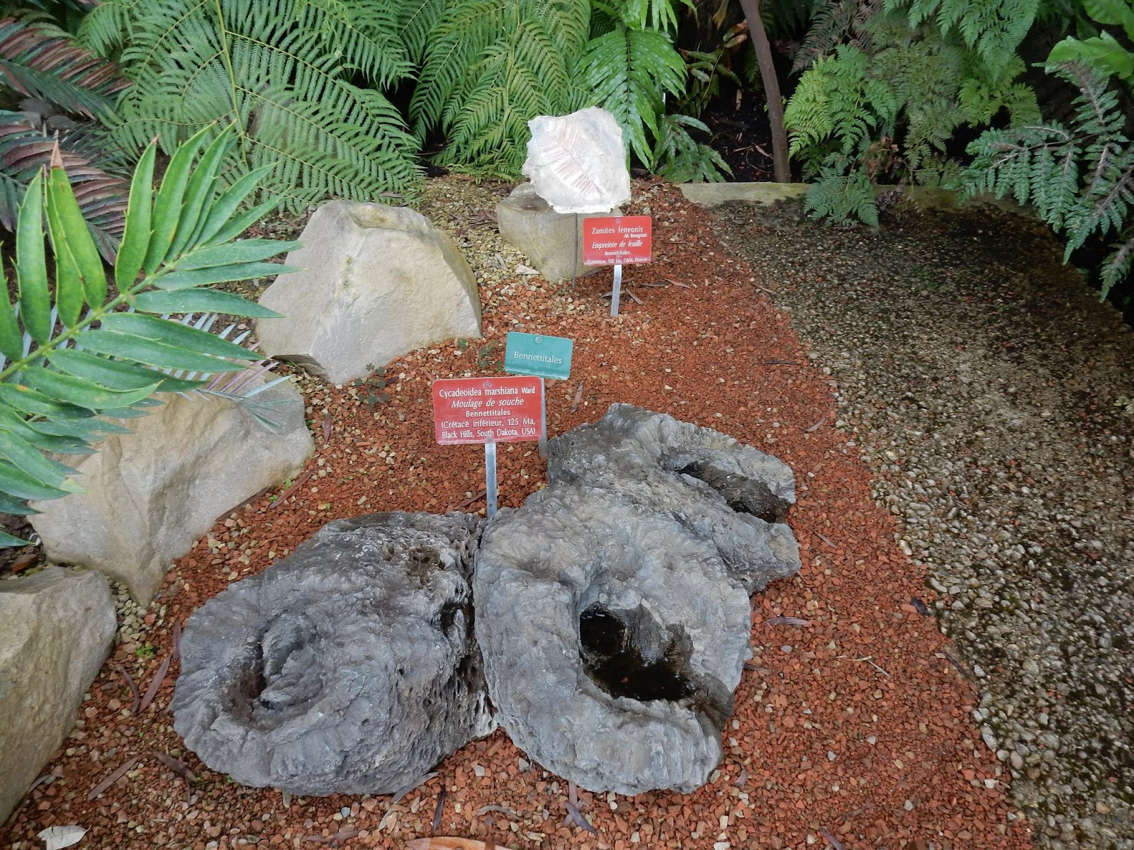 Raptormaniacs: French National Museum of Natural History