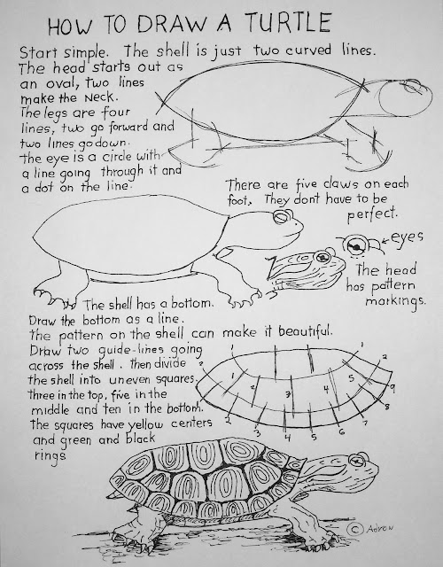 How to Draw Worksheets for The Young Artist: How To Draw A Turtle ...
