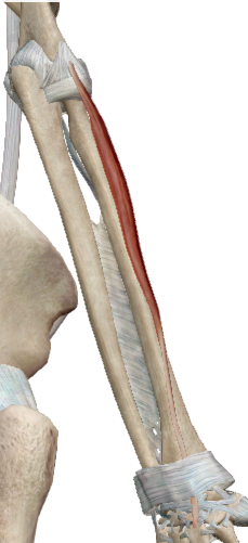 VAMO A ESTUDIAR MEDICINA: MÚSCULOS DEL ANTEBRAZO