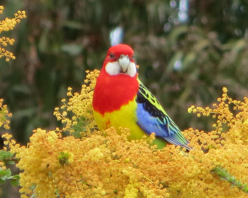 Majura birds: Eastern Rosella