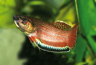 Simple Mouthbrooder - Betta simplex ~ Nice Betta