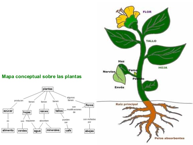 DEBERES Y RECREO CEIP "San Agustín" Casas Ibáñez (Albacete): CIENCIAS ...
