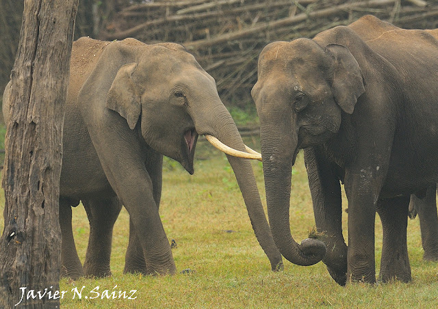 Fauna y fotografía: ELEFANTE ASIÁTICO, Elephas maximus