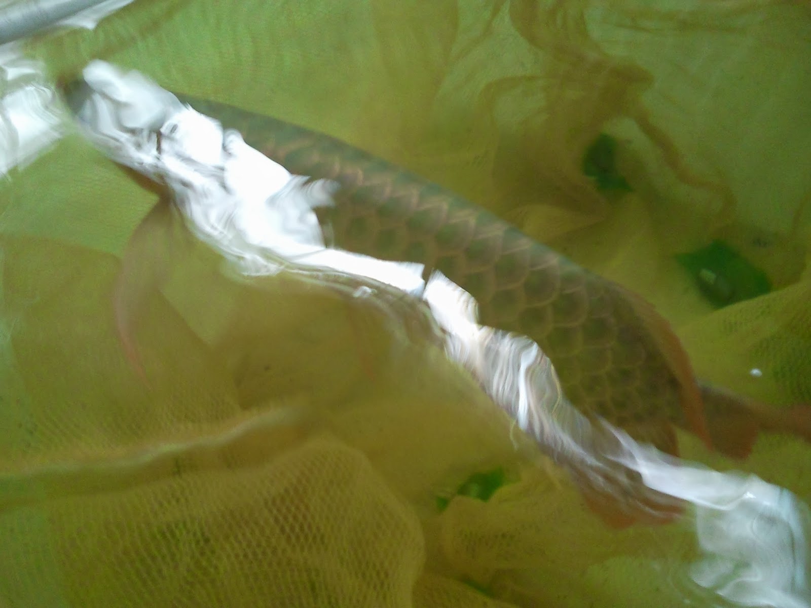 Tropical Fisher Man Fish Tanks And Aquarium CRS: Red Aro Dragon Fish ...