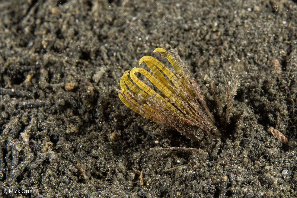 Mick's marine biology: Pherusa plumosa - a short study of the plume worm