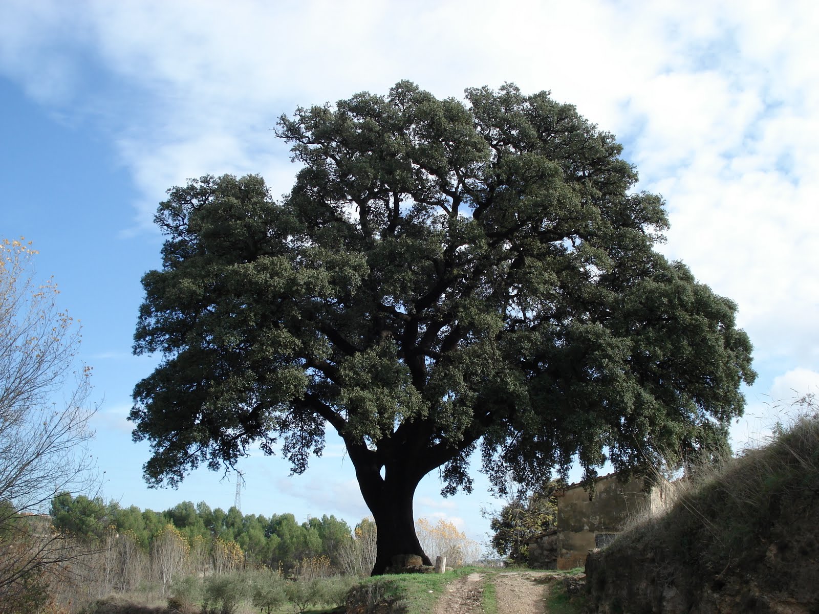 La Senda Oscura: La carrasca del Saltet de la Carrasca