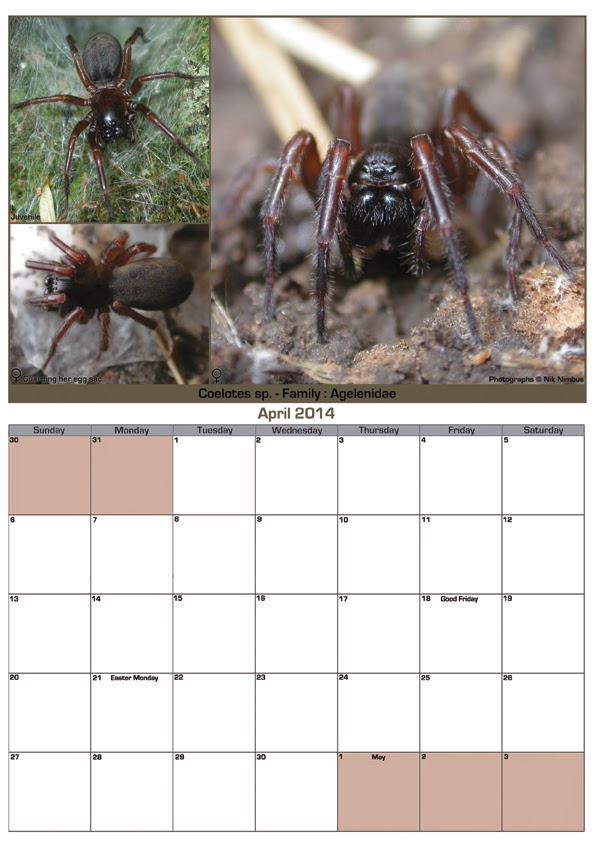 Arachnerds: Spiders Calendar 2014