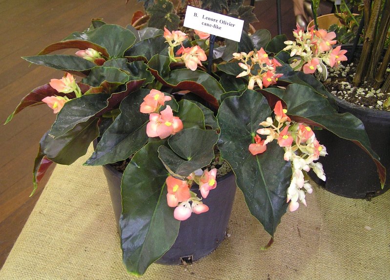 Всё о бегониях и не только...: Begonia 'Lee Ann', Begonia 'Lenore ...