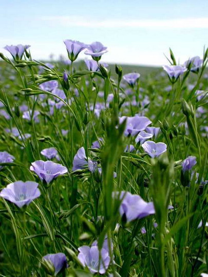 Tekstil Liflerinin Tanımı ve Liflerin Sınıflandırılması - Tekstil Sayfası