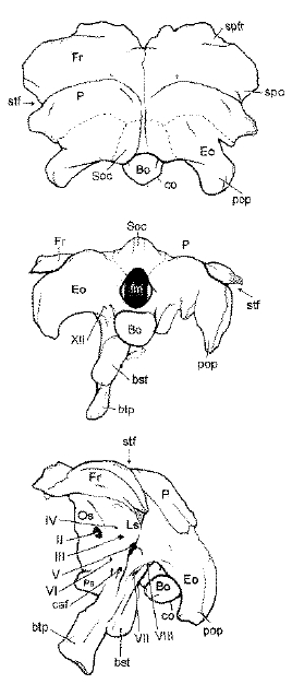 Equatorial Minnesota: Your Friends The Titanosaurs, part 7 ...