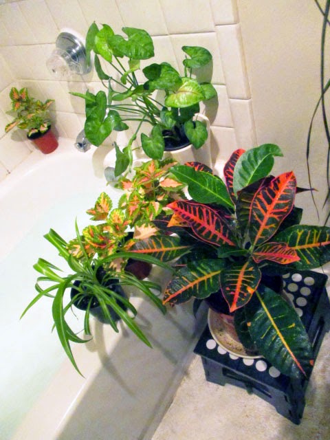 Green Jean: plant spa