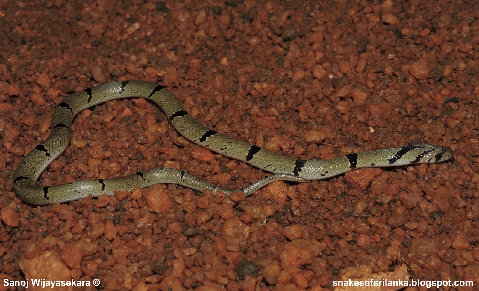 Snakes of Sri Lanka: Common Kukri Snake/අරණි දත්කැටියා (Oligodon ...