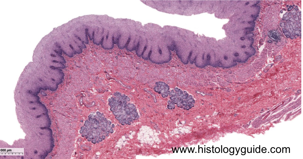 Atlas virtual de histologia e patologia: ESÔFAGO E ESTÔMAGO