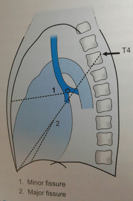 images for x ray: major and minor fissure