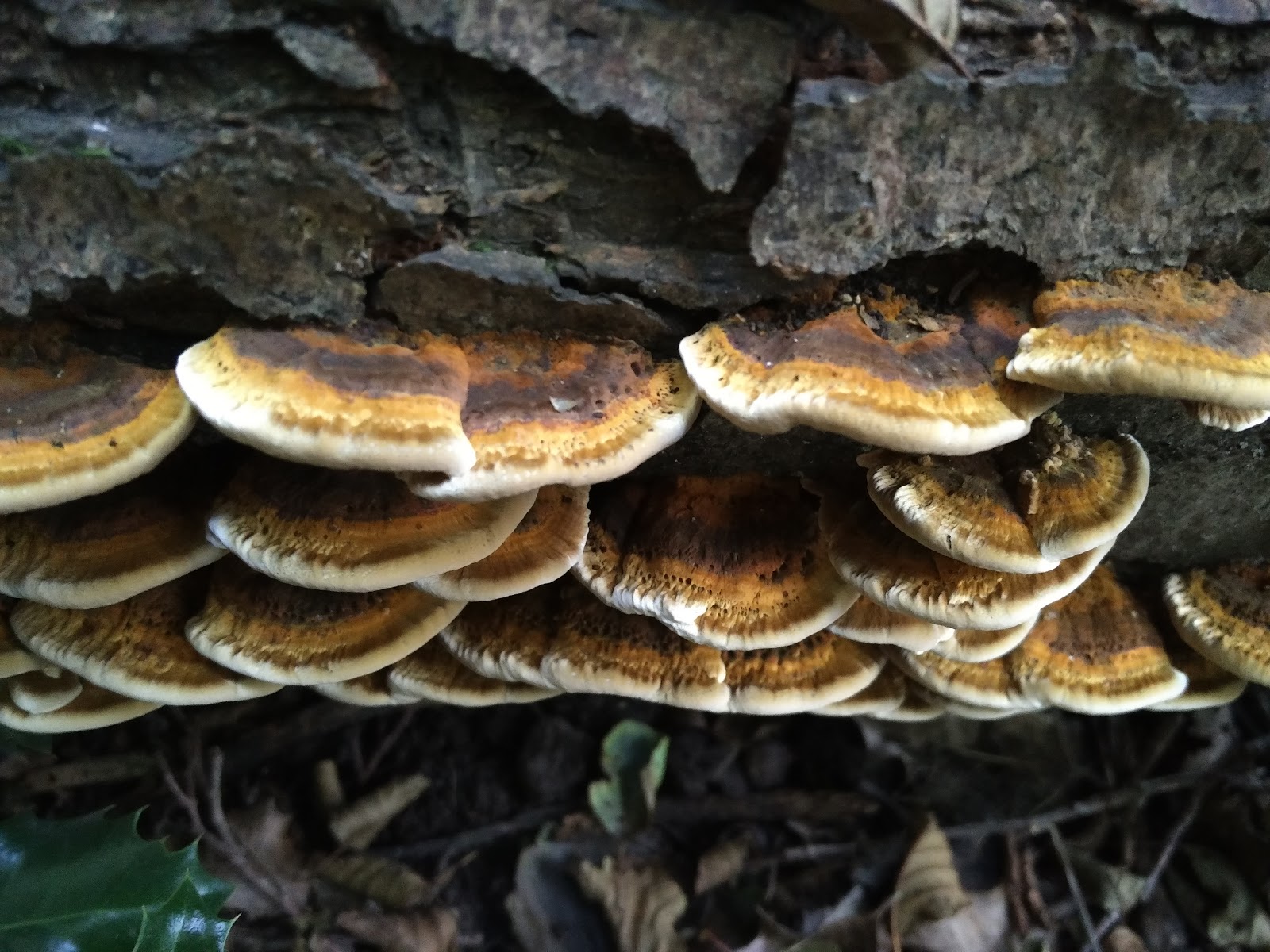 Misidentifying Fungi: October 2016